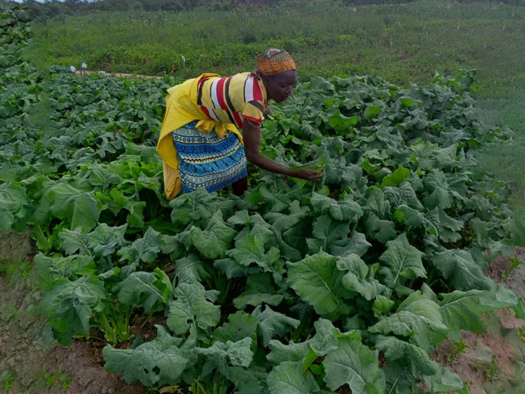 Update of our Community Garden – Green Institute In Zimbabwe